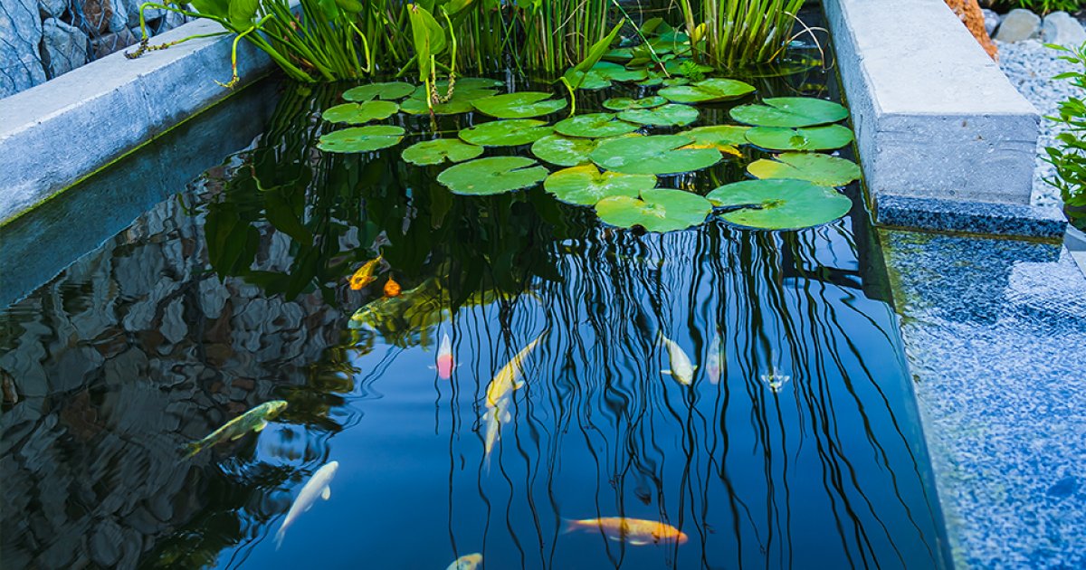 Estanques Sin Agua Con Cascadas Estanque De Peces De La Carpa De Koi